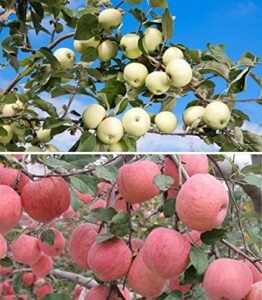 40+ apple tree fruit seeds bonsai garden yard outdoor living fruit plant home garden