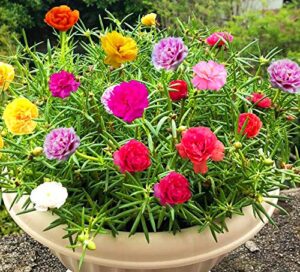 kviter mixed moss rose plant seed mix - 1000 seeds ‘portulaca grandiflora’ flowers for bonsai garden balcony planting