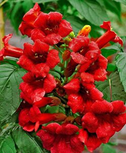 dark red hummingbird trumpet vine seeds hardy hummingbirds love it jocad (20 seeds)