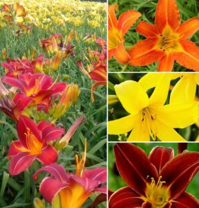 50+ mixed hemerocallis hybrida daylily flowers seeds perennial garden plant blooming