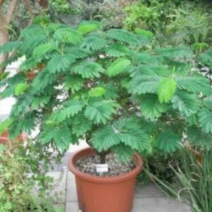 20+ Pink Albizia Julibrissin Tree Flowers Seeds Acacia Mimosa Home Bonsai