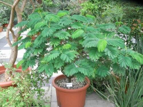 20+ Pink Albizia Julibrissin Tree Flowers Seeds Acacia Mimosa Home Bonsai