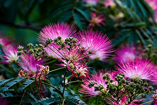 20+ Pink Albizia Julibrissin Tree Flowers Seeds Acacia Mimosa Home Bonsai