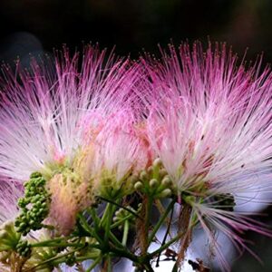 20+ Pink Albizia Julibrissin Tree Flowers Seeds Acacia Mimosa Home Bonsai