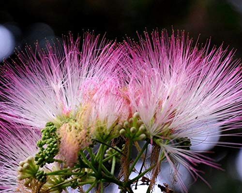 20+ Pink Albizia Julibrissin Tree Flowers Seeds Acacia Mimosa Home Bonsai