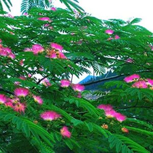 20+ Pink Albizia Julibrissin Tree Flowers Seeds Acacia Mimosa Home Bonsai