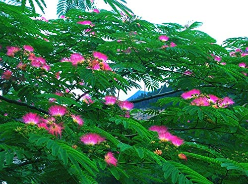 20+ Pink Albizia Julibrissin Tree Flowers Seeds Acacia Mimosa Home Bonsai