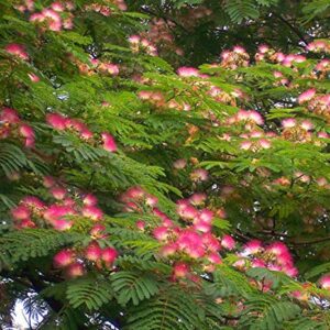 20+ Pink Albizia Julibrissin Tree Flowers Seeds Acacia Mimosa Home Bonsai