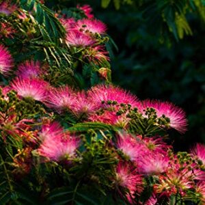 20+ Pink Albizia Julibrissin Tree Flowers Seeds Acacia Mimosa Home Bonsai