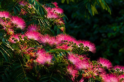 20+ Pink Albizia Julibrissin Tree Flowers Seeds Acacia Mimosa Home Bonsai