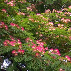 20+ Pink Albizia Julibrissin Tree Flowers Seeds Acacia Mimosa Home Bonsai