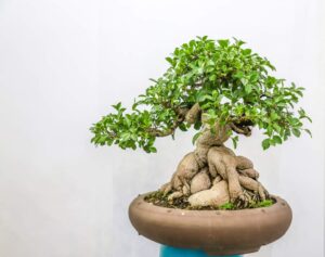 ficus bonsai tree seeds to grow - 25+ seeds - made in usa