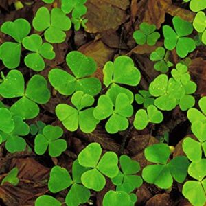 200+ Lucky Clover Flower Seeds Meadow Fields Creeping Plants Rare Wild Grass