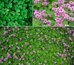 200+ lucky clover flower seeds meadow fields creeping plants rare wild grass