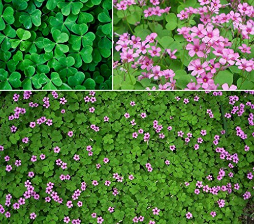 200+ Lucky Clover Flower Seeds Meadow Fields Creeping Plants Rare Wild Grass