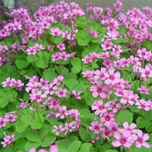 200+ Lucky Clover Flower Seeds Meadow Fields Creeping Plants Rare Wild Grass