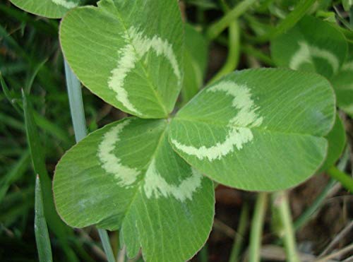 200+ Lucky Clover Flower Seeds Meadow Fields Creeping Plants Rare Wild Grass