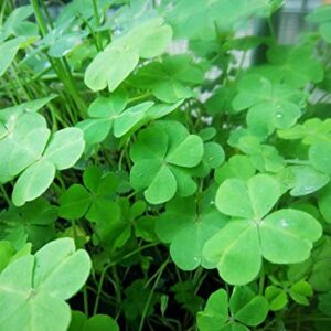 200+ Lucky Clover Flower Seeds Meadow Fields Creeping Plants Rare Wild Grass