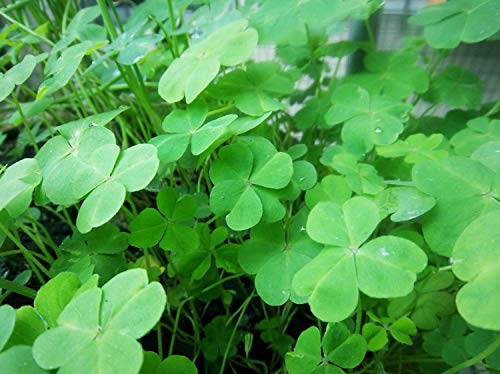 200+ Lucky Clover Flower Seeds Meadow Fields Creeping Plants Rare Wild Grass