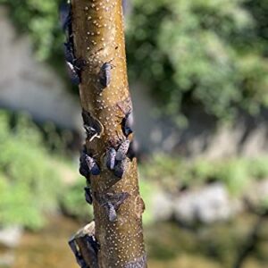 Spotted Lanternfly Tree Trap, Catch Lanternfly Without Catching Other Wildlife, Natural and Non Toxic - Made in USA