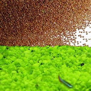 love grass aquarium grass plants seeds 10g about 5000+ aquatic leaf carpet water grass, live pond plant seeds,fish aquatic water grass decor,easy to plant grow maintain