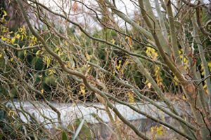 4 green curly willow trees to grow - fast growing exotic tree - great for bonsai