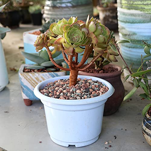 2.7lb Horticultural Lava Rocks Bonsai Succulent Cactus Potting Soil Mix Planter Drainage Volcanic Stones Air Plant Terrarium Pumice Tiny Gravel Pebbles for Vase Fillers, Fairy Gardening,Top Dressing