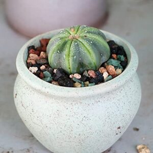 2.7lb Horticultural Lava Rocks Bonsai Succulent Cactus Potting Soil Mix Planter Drainage Volcanic Stones Air Plant Terrarium Pumice Tiny Gravel Pebbles for Vase Fillers, Fairy Gardening,Top Dressing