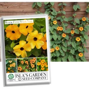 black eyed susan "vine" flower seeds for planting, 25+ heirloom seeds per packet, (isla's garden seeds), non gmo seeds, botanical name: thunbergia alata, great home flower garden gift