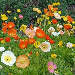 iceland poppy seeds flower mix, 3000 heirloom flower seeds per packet, non gmo seeds, botanical name: papaver nudicaule, isla's garden seeds