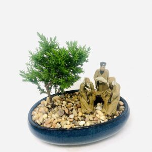 Juniper Bonsai Tree with Three Master's Reunion Ceramic Pot