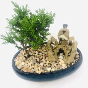 Juniper Bonsai Tree with Three Master's Reunion Ceramic Pot