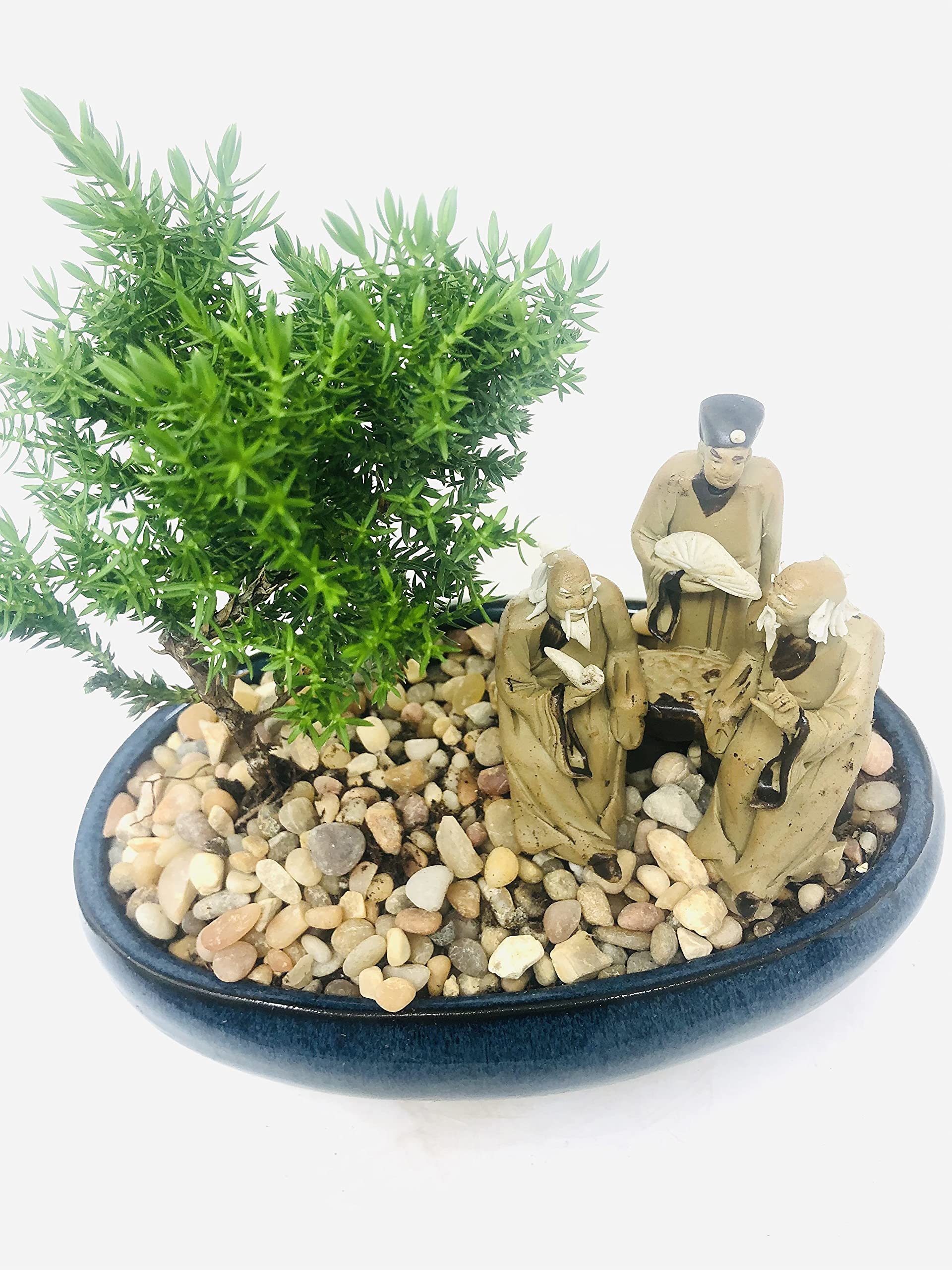 Juniper Bonsai Tree with Three Master's Reunion Ceramic Pot