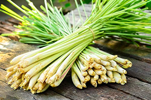 Gaea's Blessing Seeds - Lemongrass Seeds - Non-GMO Seeds with Easy to Follow Planting Instructions - Untreated and Open Pollinated Lemon Grass - 83% Germination Rate