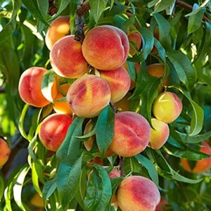 Peach Tree Seeds - 2 Large Seeds - Grow Fruit Bearing Bonsai - Made in USA. Ships from Iowa