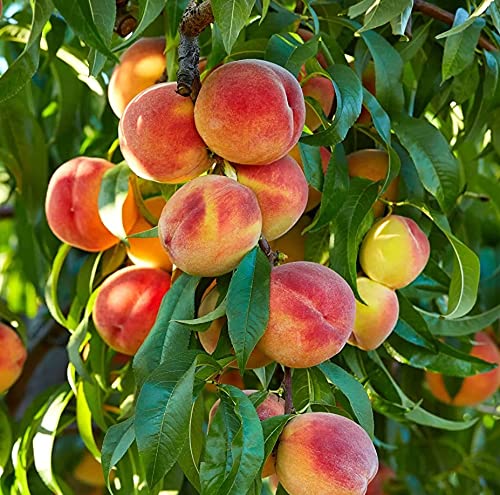 Peach Tree Seeds - 2 Large Seeds - Grow Fruit Bearing Bonsai - Made in USA. Ships from Iowa