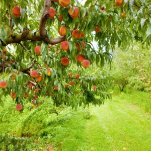 Peach Tree Seeds - 2 Large Seeds - Grow Fruit Bearing Bonsai - Made in USA. Ships from Iowa