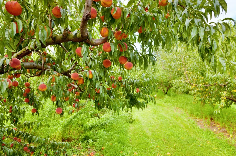 Peach Tree Seeds - 2 Large Seeds - Grow Fruit Bearing Bonsai - Made in USA. Ships from Iowa