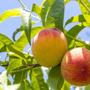 Peach Tree Seeds - 2 Large Seeds - Grow Fruit Bearing Bonsai - Made in USA. Ships from Iowa