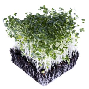 Broccoli Seeds for Sprouting & Microgreens | Calabrese Variety | Non GMO & Heirloom Seeds | Bulk 1 LB Resealable Bag | Rainbow Heirloom Seed Co.