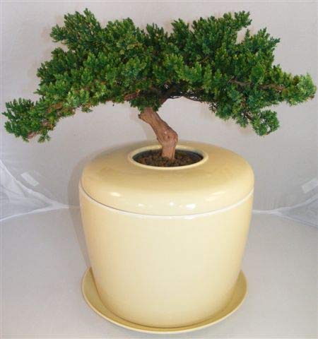 Bonsai Boy e5017 Monterey Juniper Preserved Bonsai Tree with Matching Humidity & Drip Tray Not a Living Tree