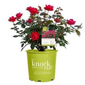 Knockout ' Double Rose, 1 Gallon, Cherry Red