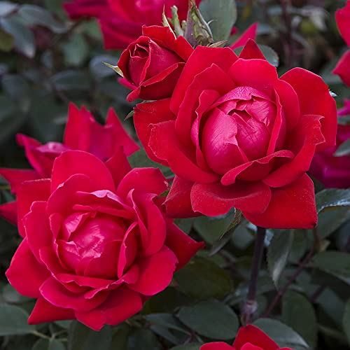 Knockout ' Double Rose, 1 Gallon, Cherry Red