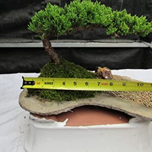 Juniper Bonsai Tree On Rock Slab