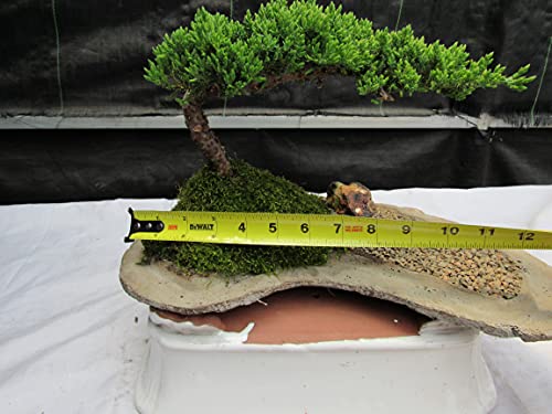 Juniper Bonsai Tree On Rock Slab