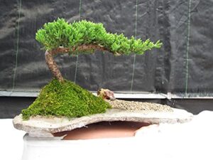 juniper bonsai tree on rock slab