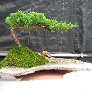 Juniper Bonsai Tree On Rock Slab