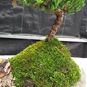 Juniper Bonsai Tree On Rock Slab