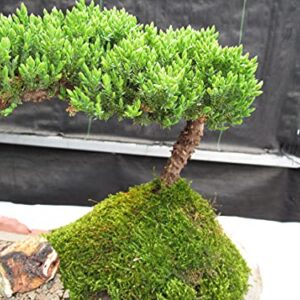 Juniper Bonsai Tree On Rock Slab