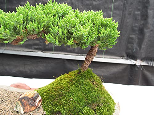 Juniper Bonsai Tree On Rock Slab